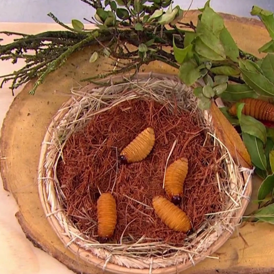 Recetas de platos destacados de MasterChef Celebrity